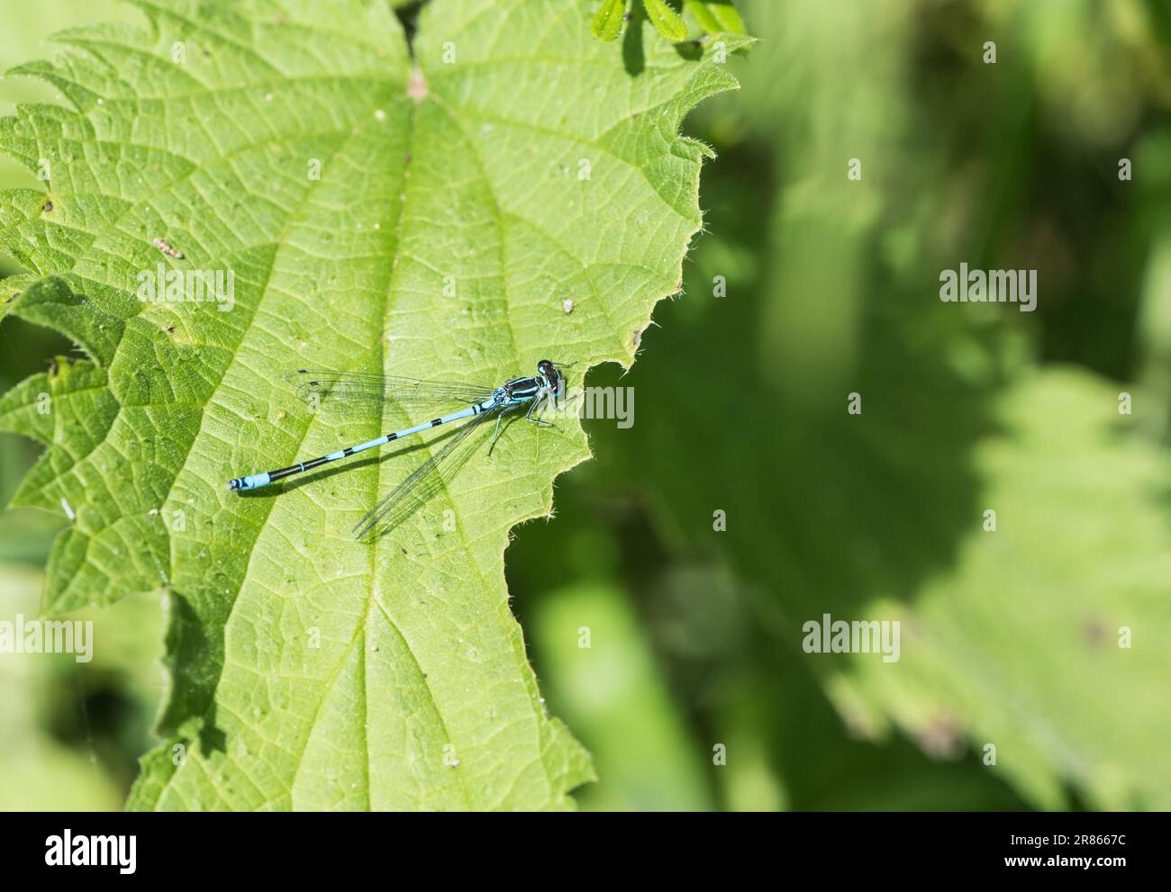 Resting Azure Damselfly (Coenagrion puella Stock Photo - Alamy Resting Azure Damselfly (Coenagrion puella Stock Photo - Alamy