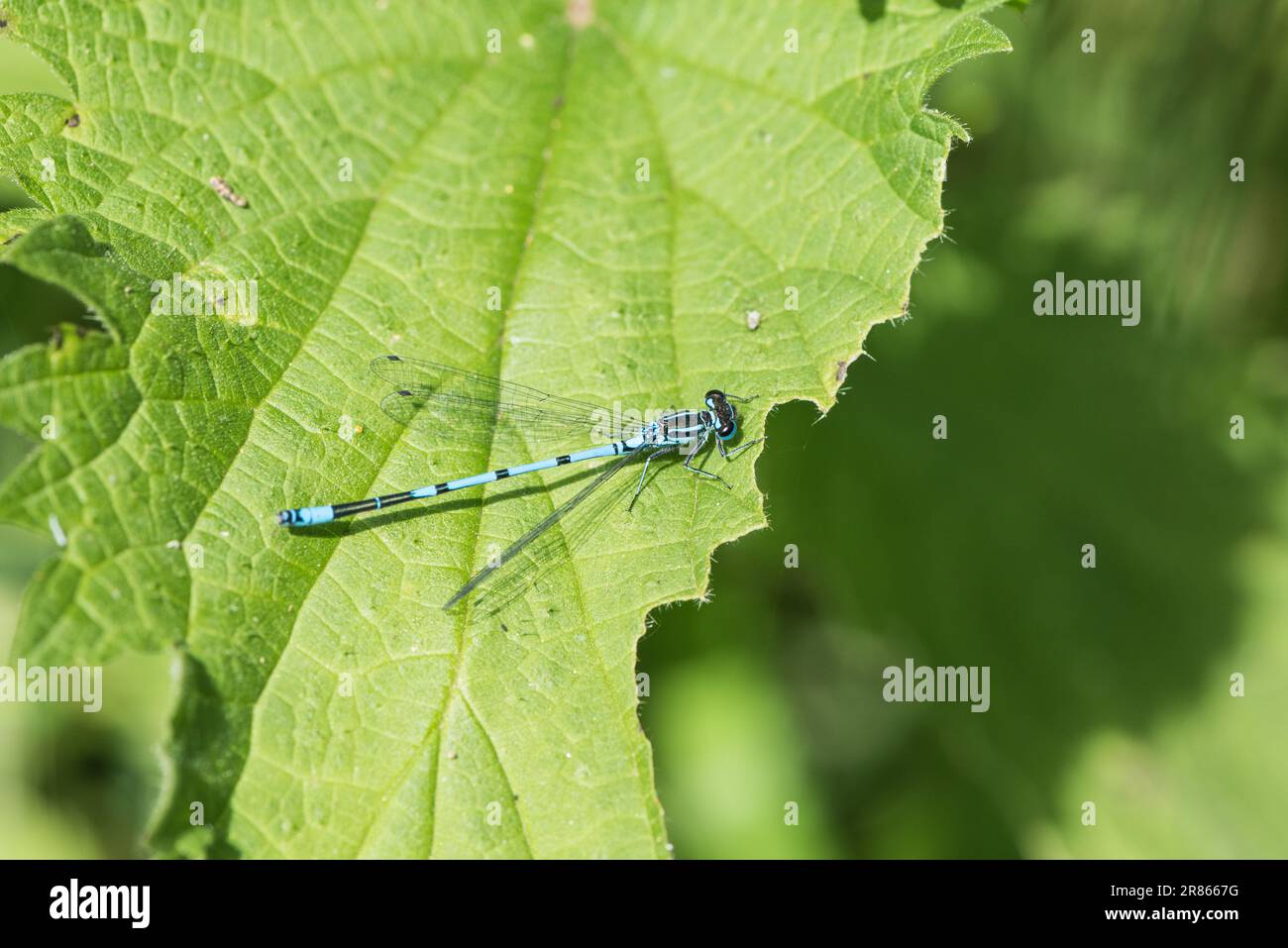 Resting Azure Damselfly (Coenagrion puella Stock Photo - Alamy