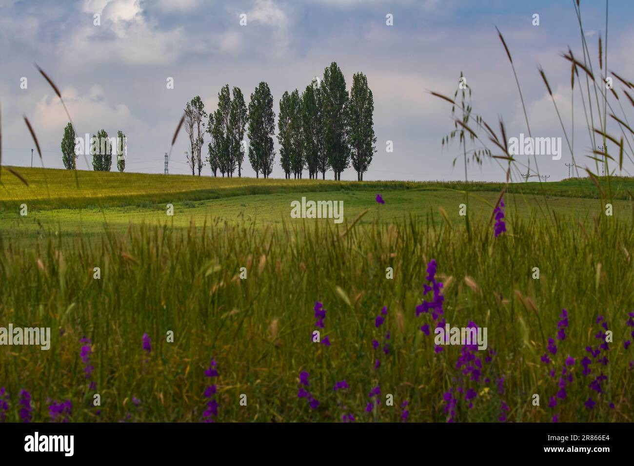 Wheat field, trough of poplar trees is an idyllic landscape Stock Photo ...