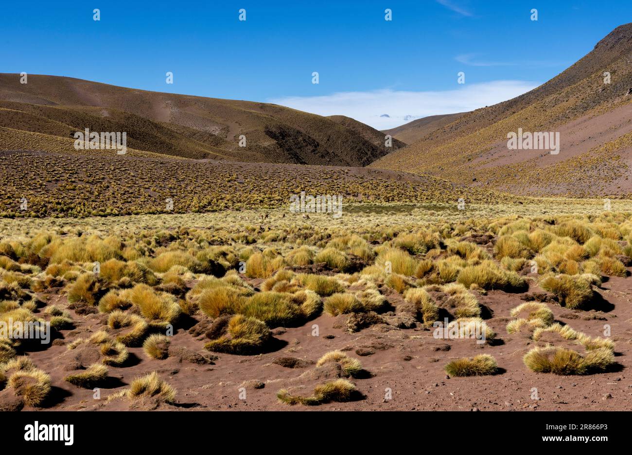 Crossing the Andes from Antofagasta de la Sierra to Antofalla ...