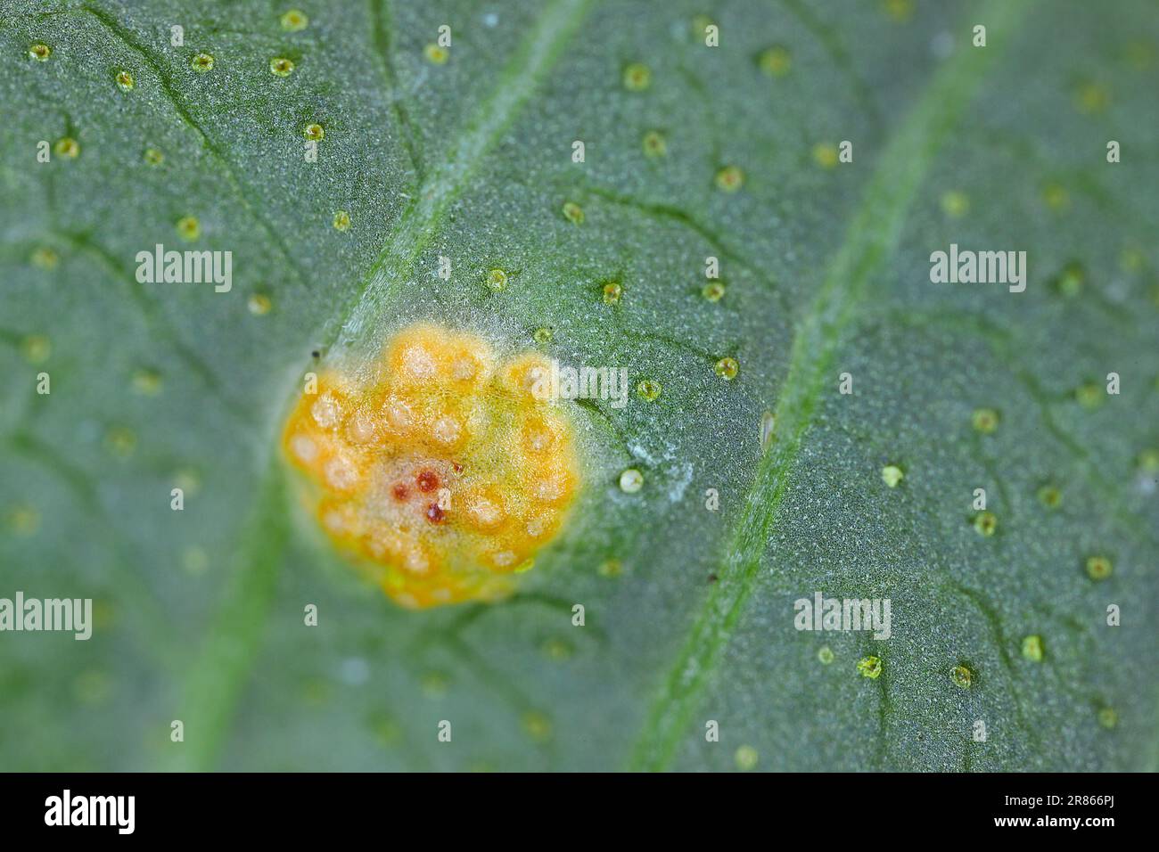 Rust of currant. Disease on black currant leaves caused by a fungus ...