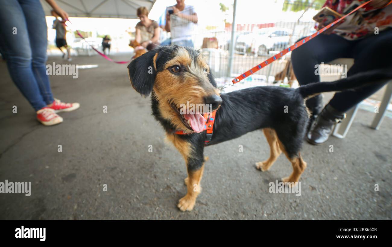 dog at pet adoption fair Stock Photo - Alamy