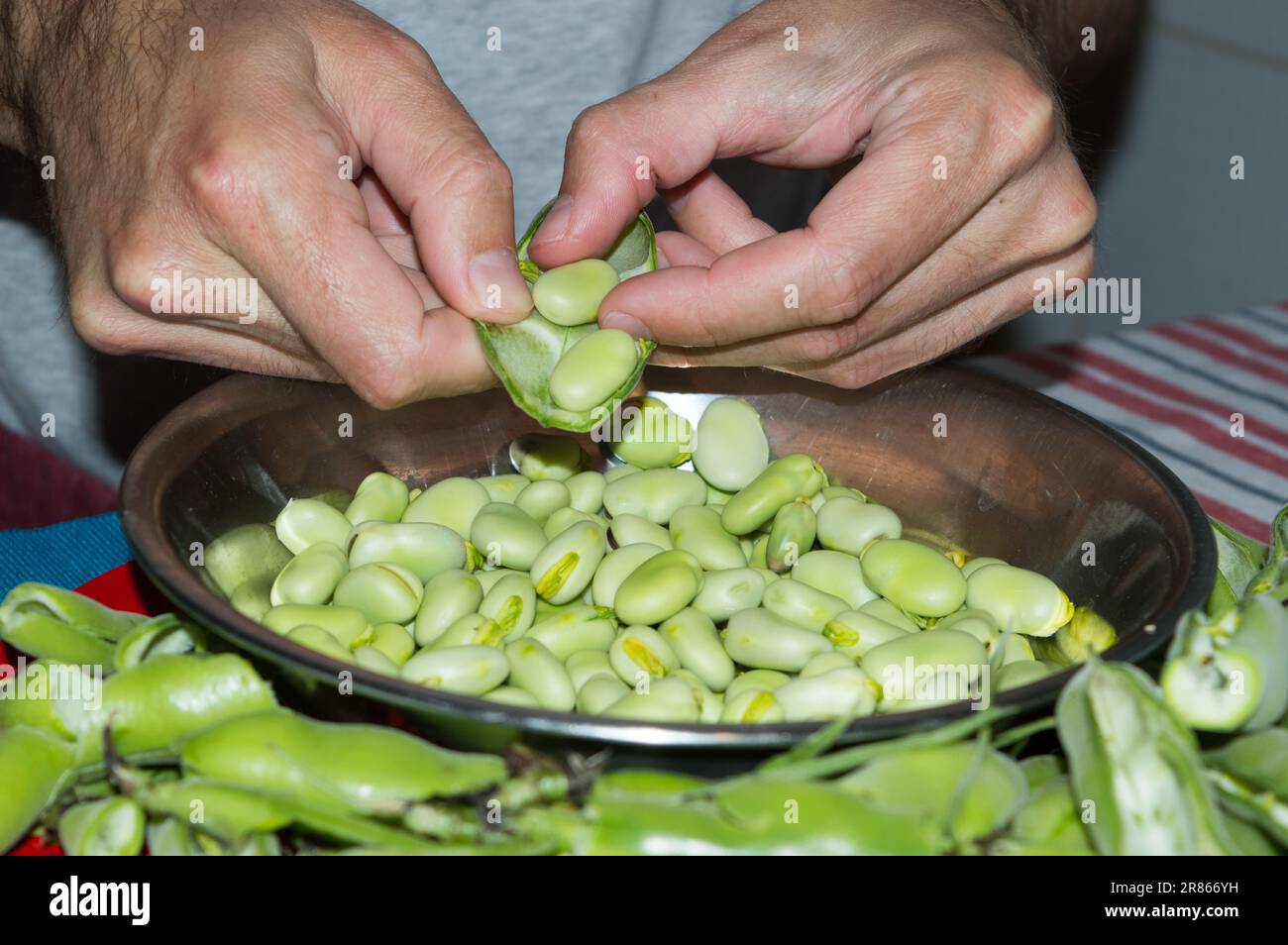 Man hands opening and peeling fresh broad beans in pods Stock Photo - Alamy
