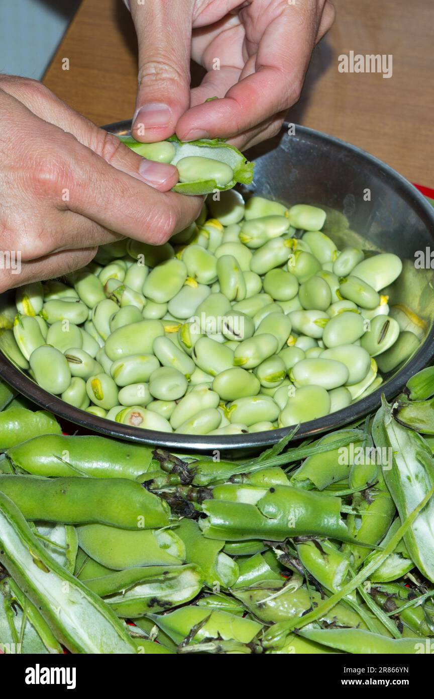 Man hands opening and peeling fresh broad beans in pods Stock Photo - Alamy