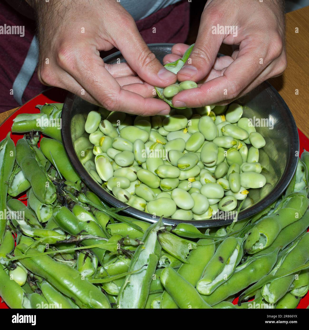Man hands opening and peeling fresh broad beans in pods Stock Photo - Alamy