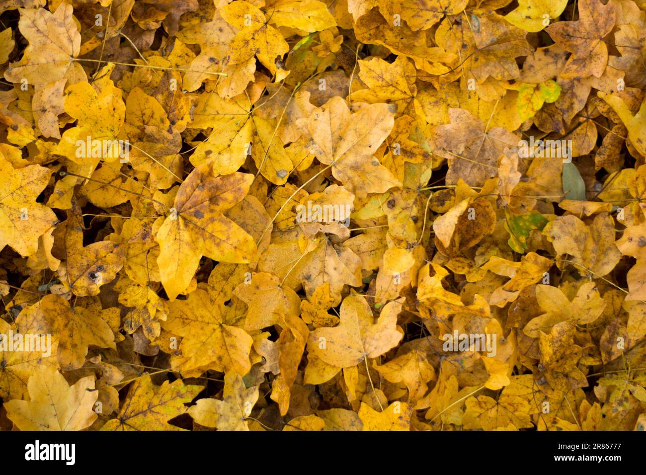 Dry leafs close up hi-res stock photography and images - Alamy