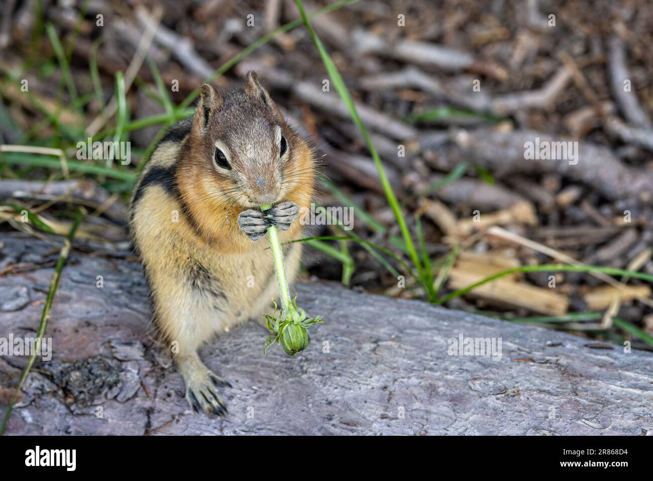 Close up of a Chipmunk on hind legs eating plant in The Canadian ...