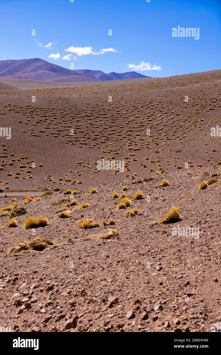 Crossing the Andes from Antofagasta de la Sierra to Antofalla ...
