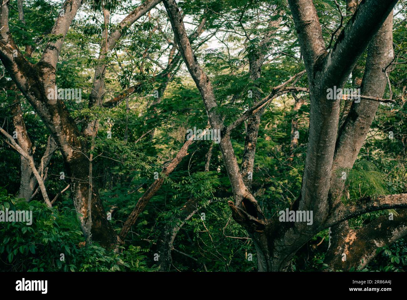 tropical tree branches in palenque, mexico. High quality photo Stock ...
