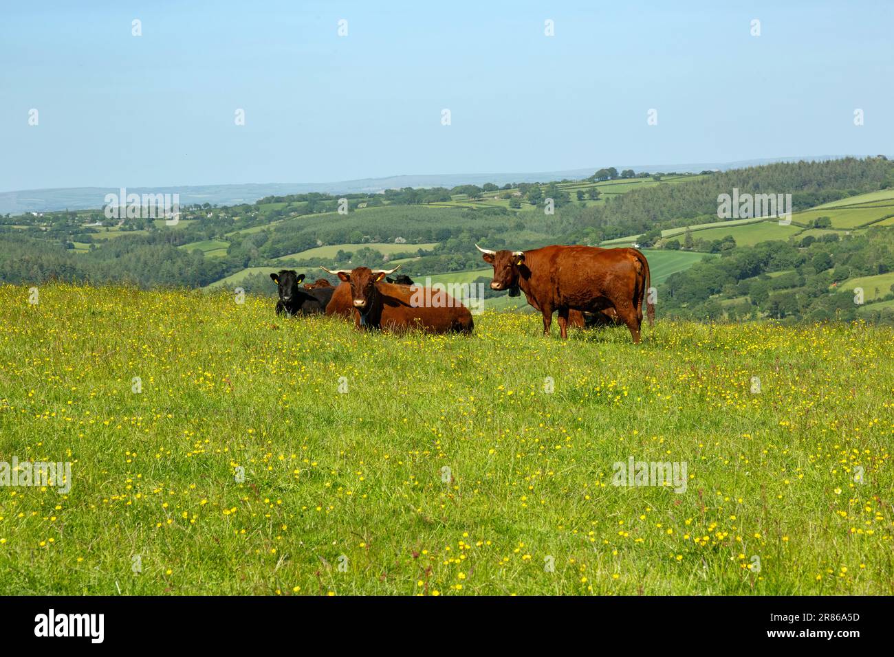 Cattle contained with GPS Collars in virtual fencing system, High ...