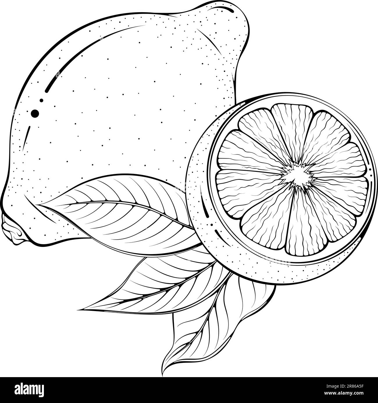 Close up hand drawn leaves Black and White Stock Photos & Images - Alamy