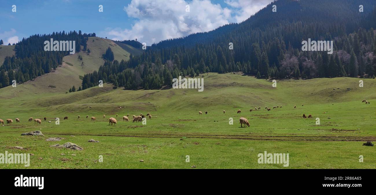 An aerial view of a green field with animals under the blue sky Stock ...