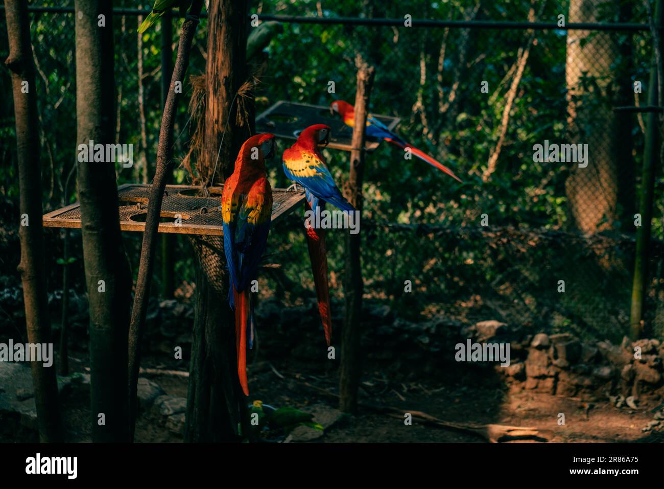 Ara parrots, Scarlet Macaw and Great green macaw, portrait of four red ...