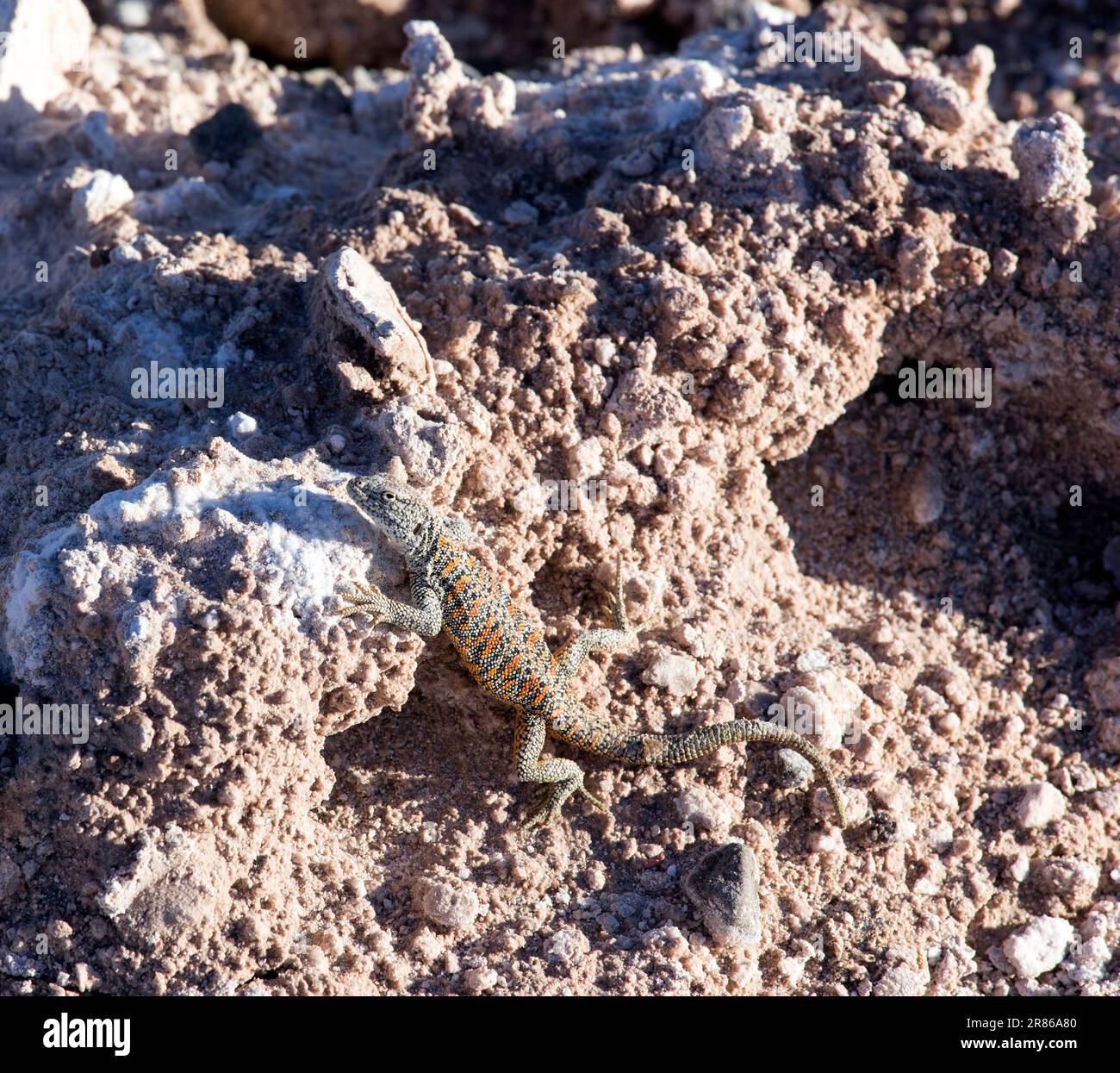 Fabiani lizard hi-res stock photography and images - Alamy