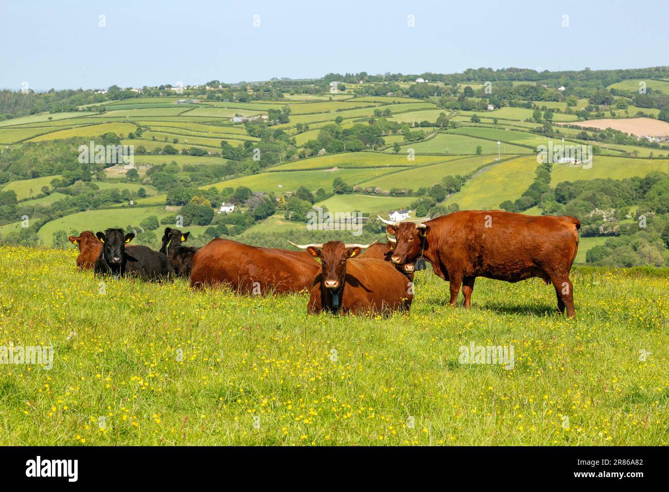 Cattle contained with GPS Collars in virtual fencing system, High ...