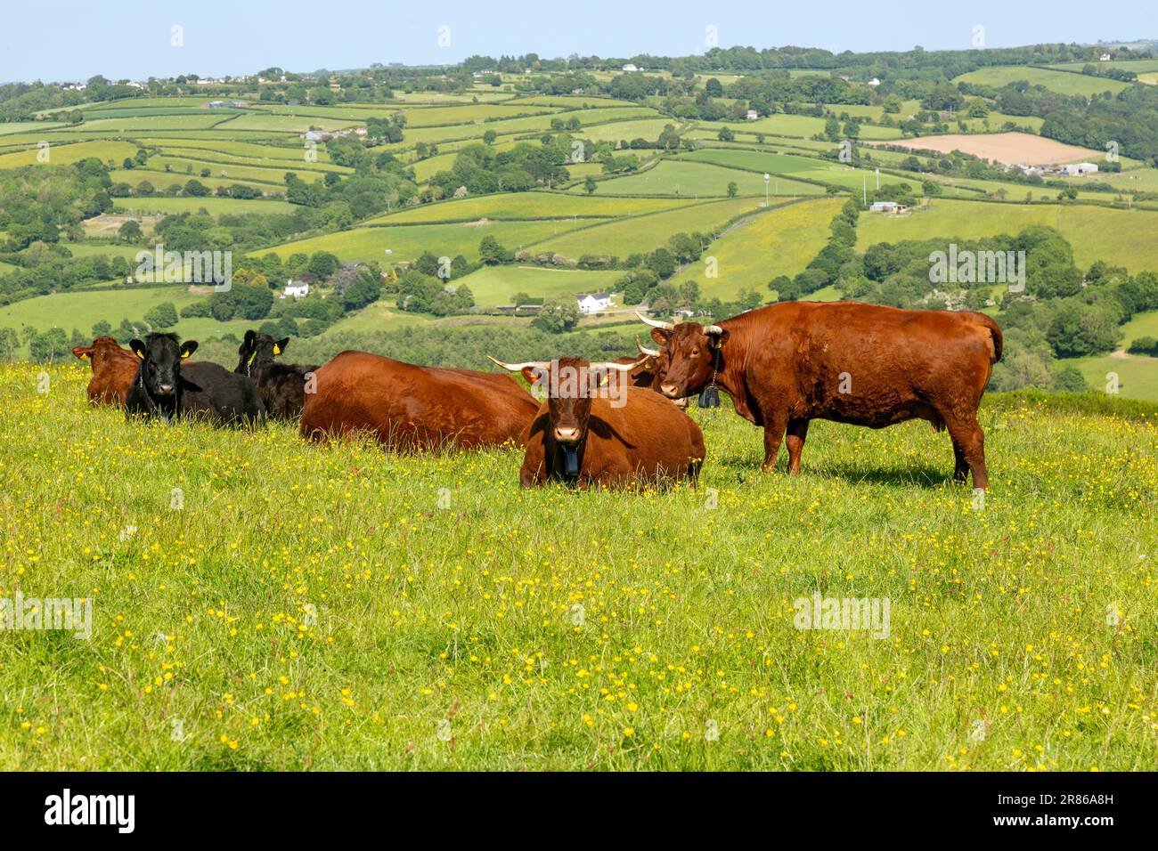 Cattle contained with GPS Collars in virtual fencing system, High ...