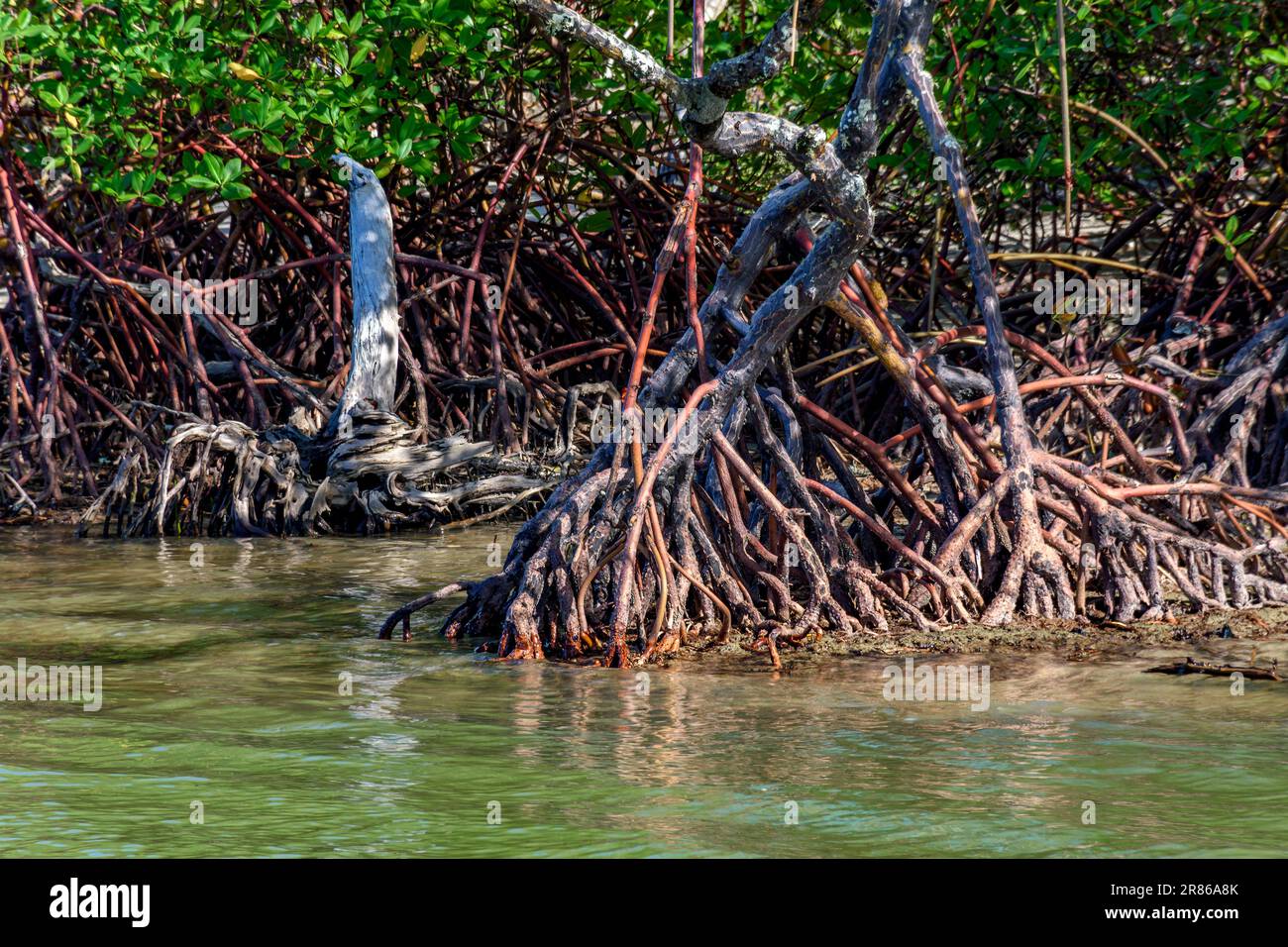Dense preserved mangrove vegetation with its trees and roots in the ...