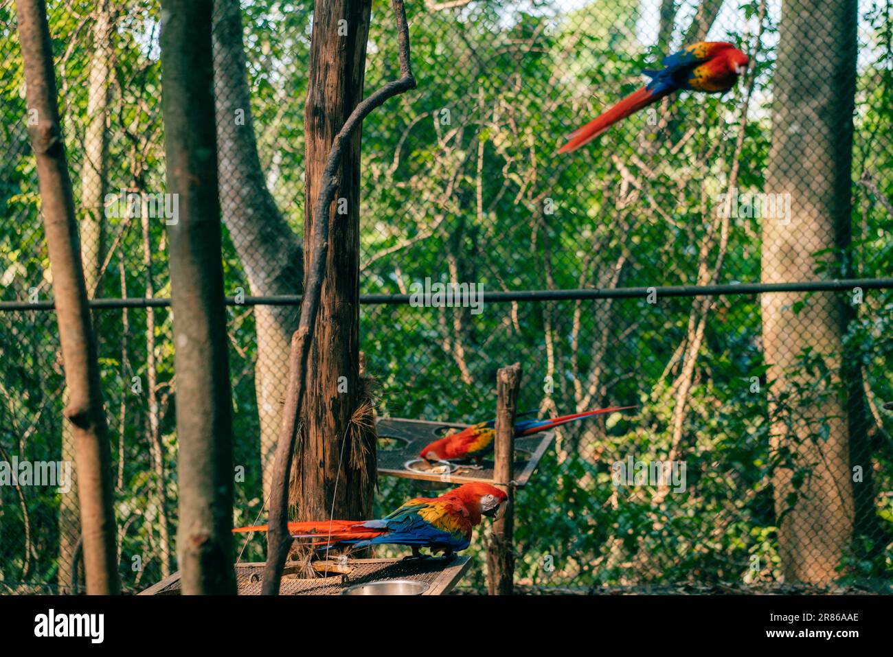 Ara parrots, Scarlet Macaw and Great green macaw, portrait of four red ...