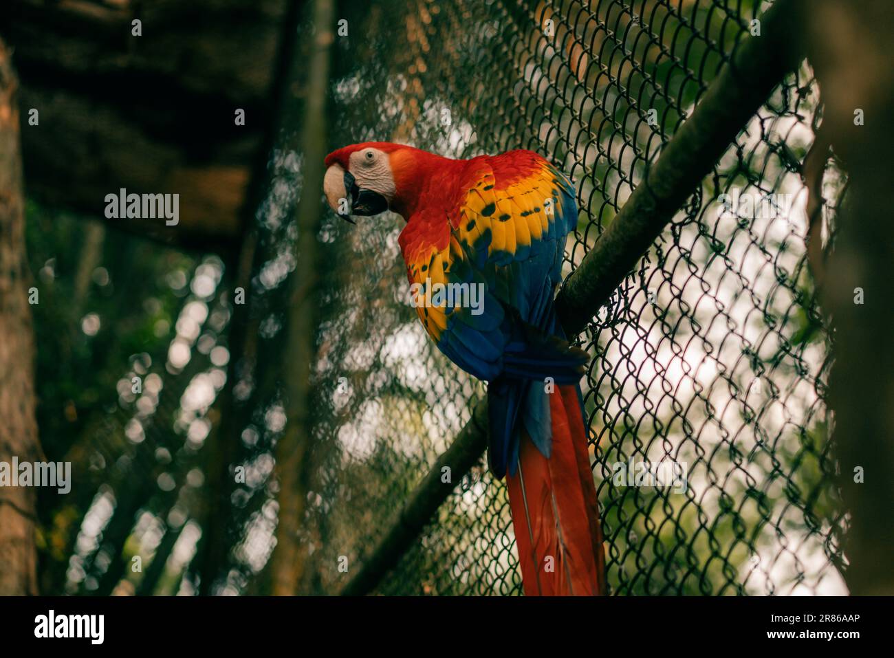 Ara parrots, Scarlet Macaw and Great green macaw, portrait of four red ...