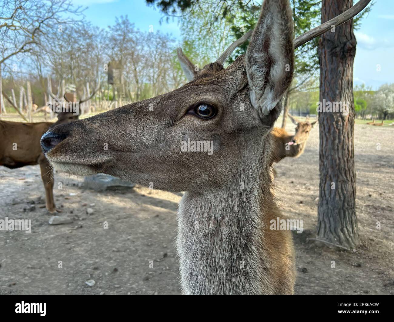 Portrait of a red deer side profile of head. Beautiful wild animal with ...