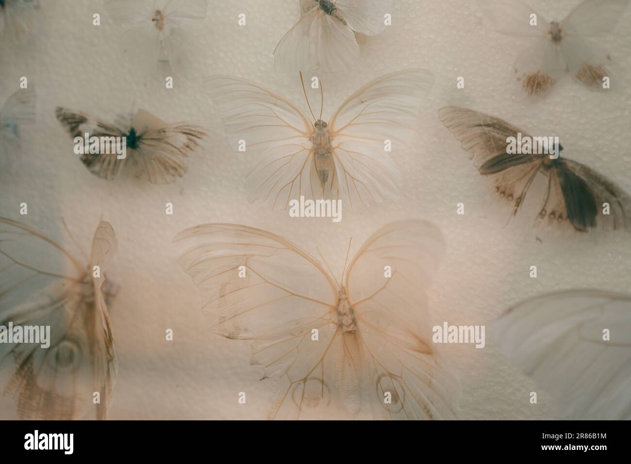 Beetle collections museum hi-res stock photography and images - Alamy