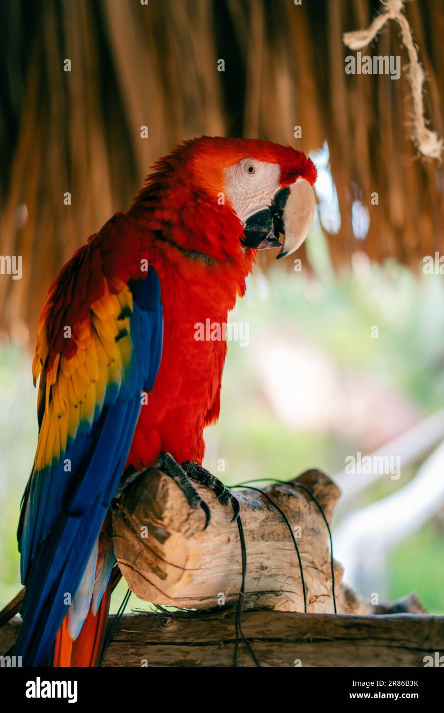 Ara parrots, Scarlet Macaw and Great green macaw, portrait of four red ...