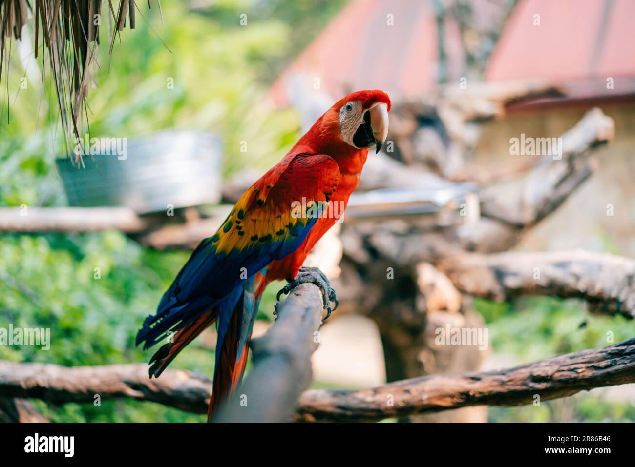 Ara parrots, Scarlet Macaw and Great green macaw, portrait of four red ...