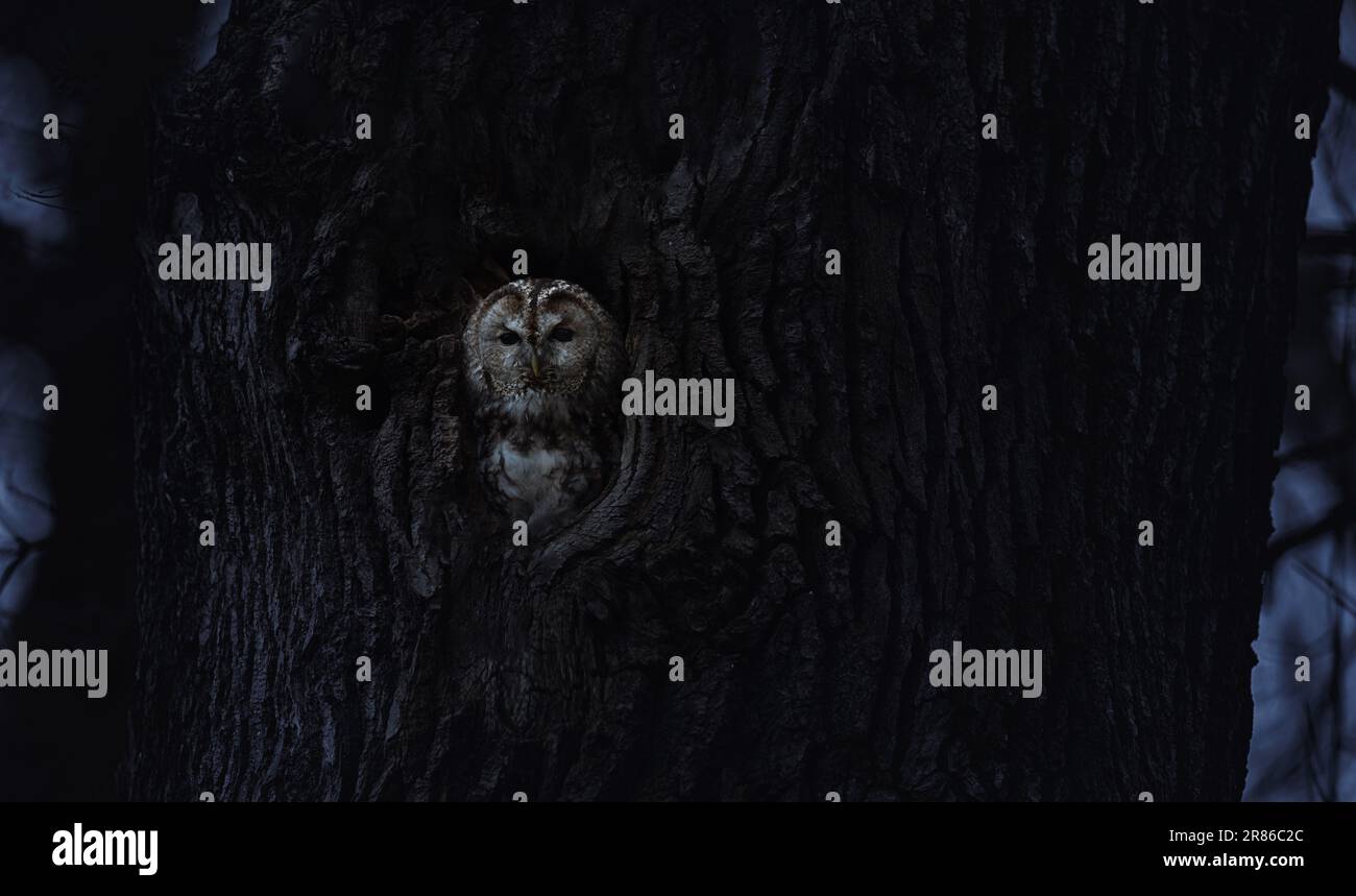 A Strix aluco owl peeks out of its cavity in a tree, lurking for food ...