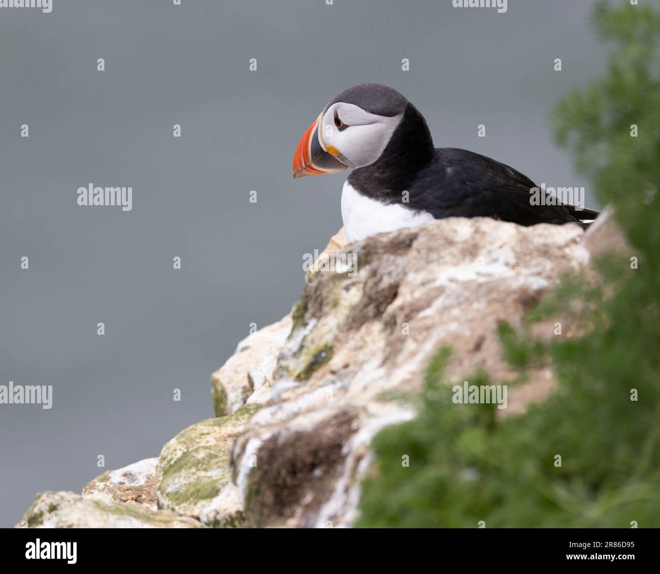 An Atlantic Puffin sits on a ledge at RSPB Bempton Cliffs in Yorkshire ...