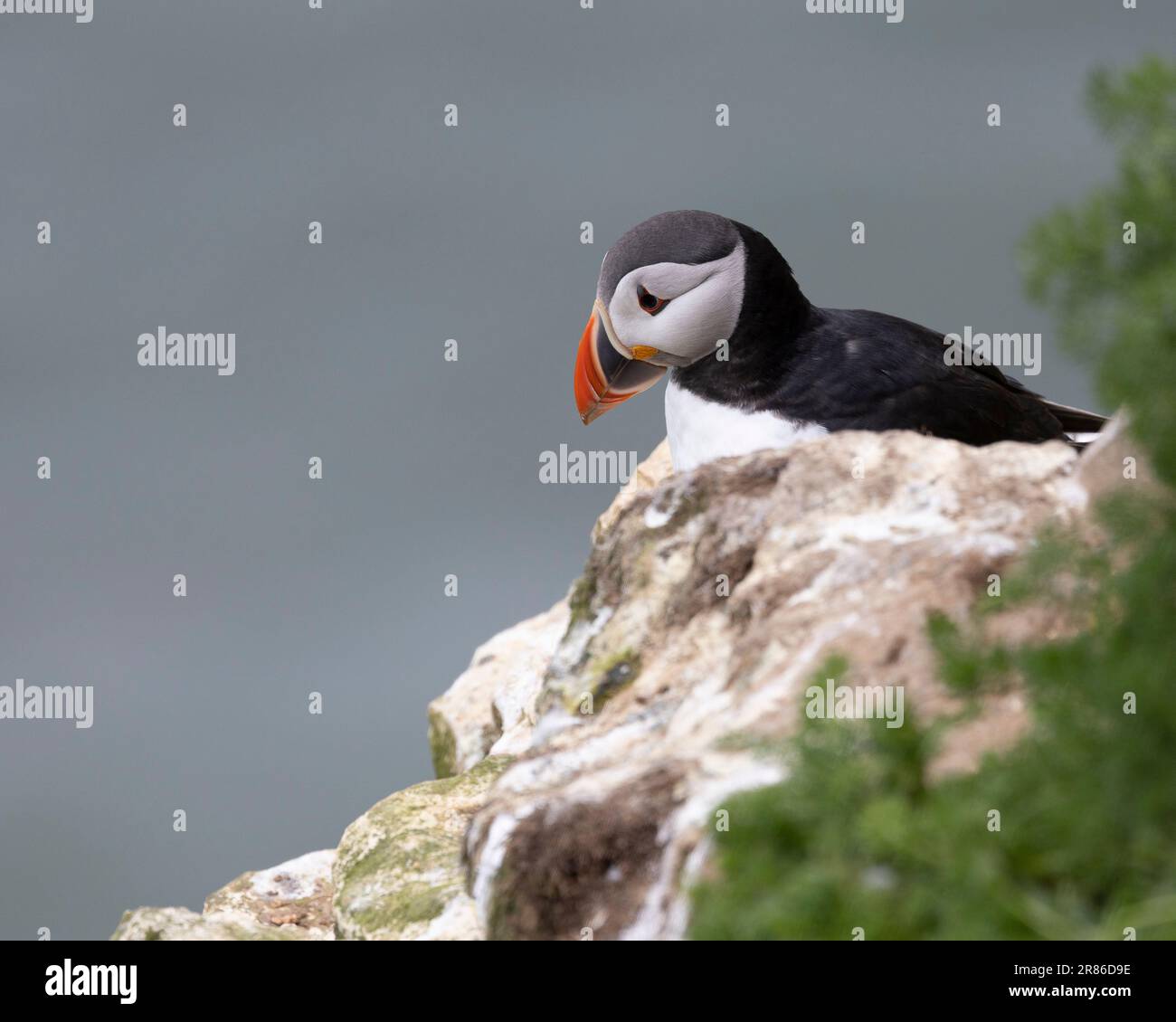 An Atlantic Puffin sits on a ledge at RSPB Bempton Cliffs in Yorkshire ...