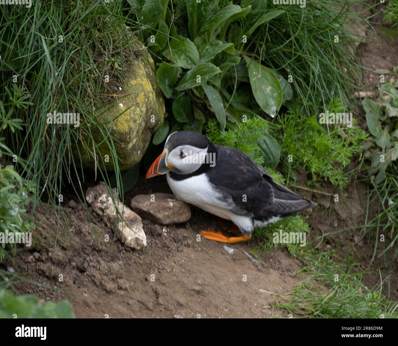 A puffin stands by its nesting burrow at RSPB Bempton Cliffs in ...