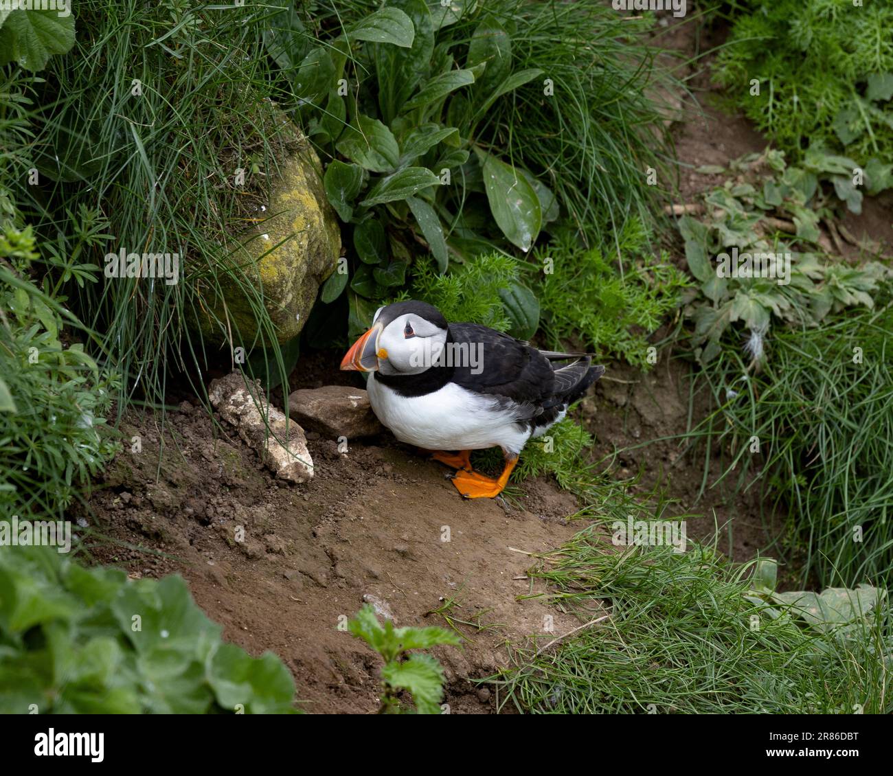 A puffin stands by its nesting burrow at RSPB Bempton Cliffs in ...