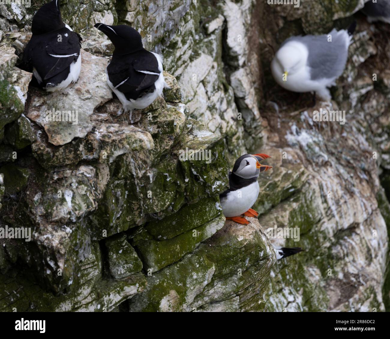 A puffin, a kittiwake and two razorbills perch on the cliffs at RSPB ...