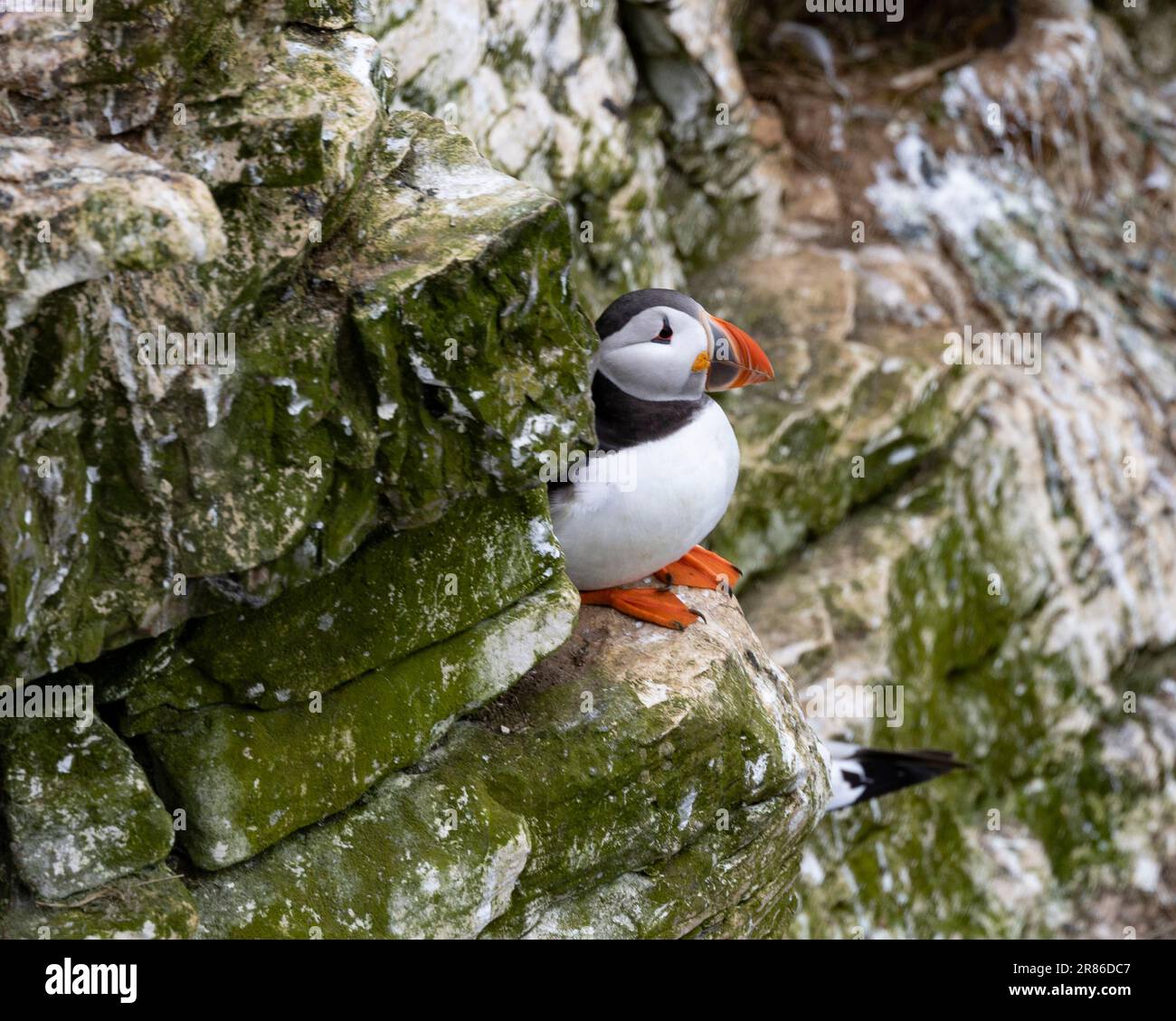An Atlantic Puffin sits on a ledge at RSPB Bempton Cliffs in Yorkshire ...