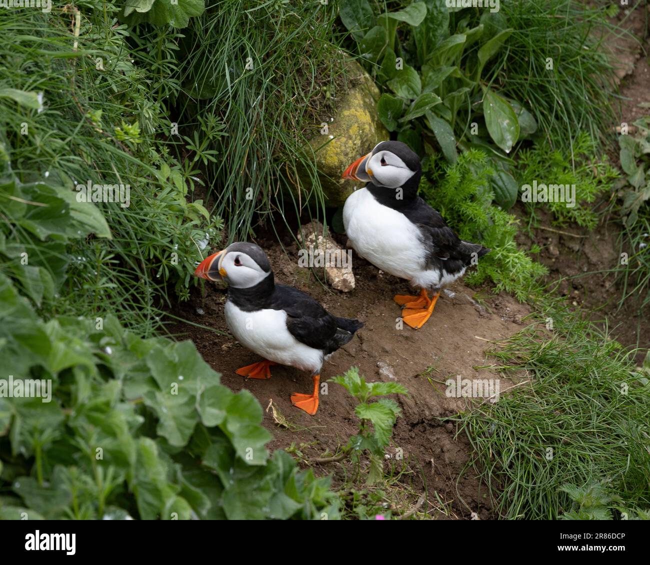 Two puffins stand by their nesting burrow at RSPB Bmpton Cliffs in ...