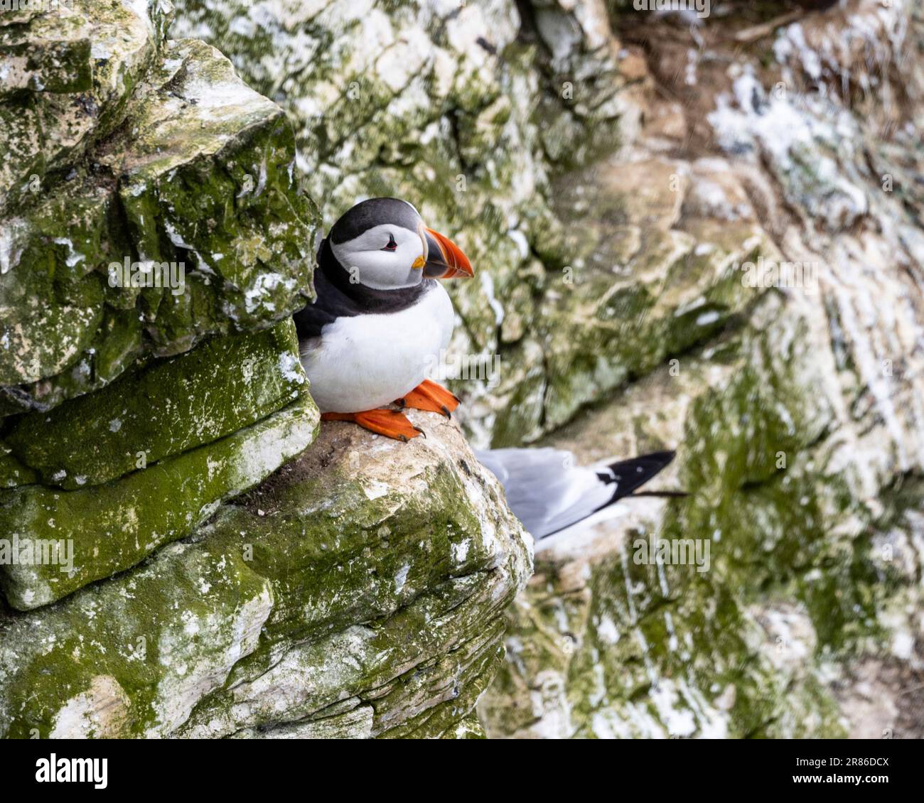 An Atlantic Puffin perches on a ledge at RSPB Bempton Cliffs in ...