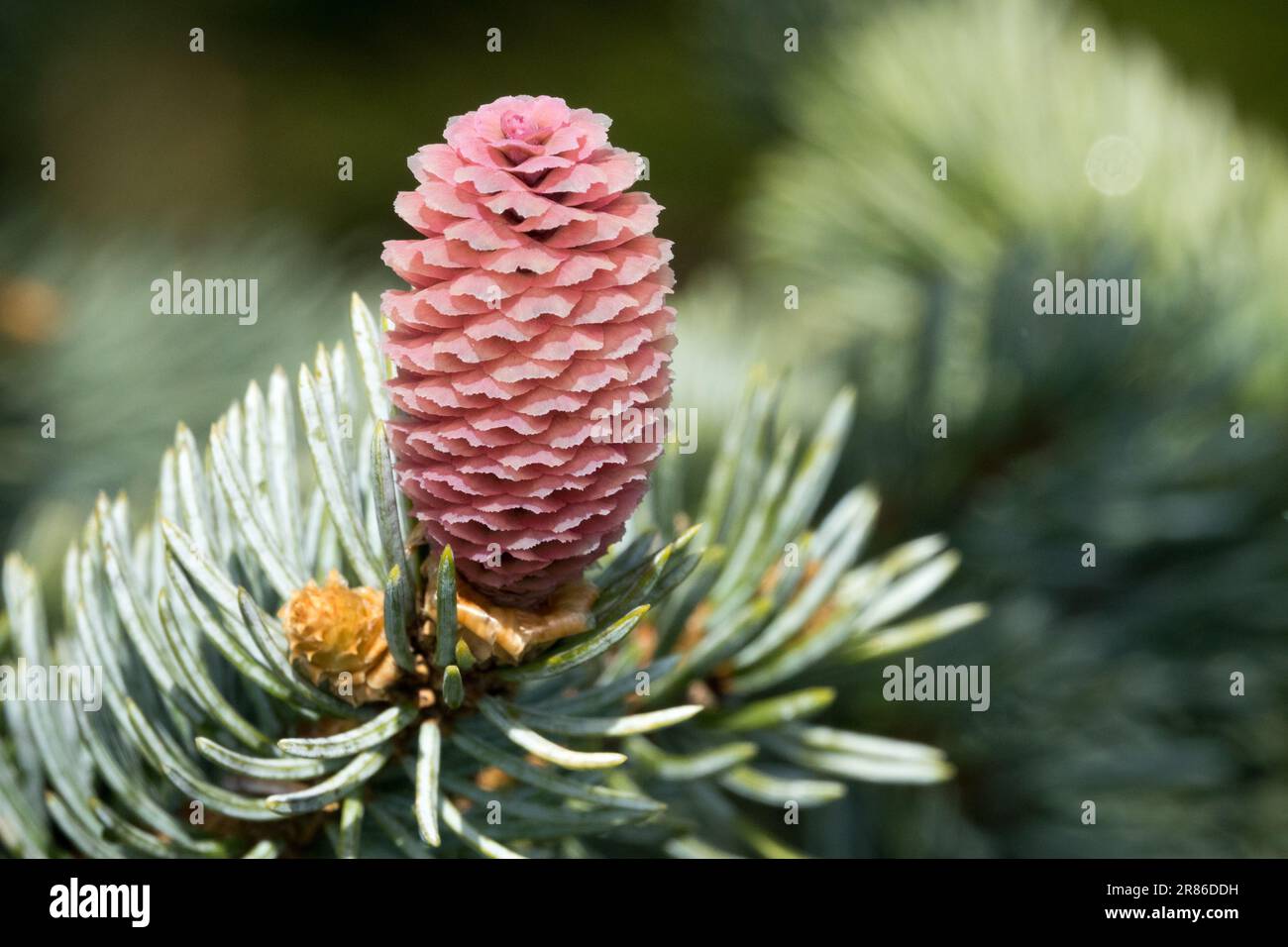 Closeup blue spruce tree branches hi-res stock photography and images ...