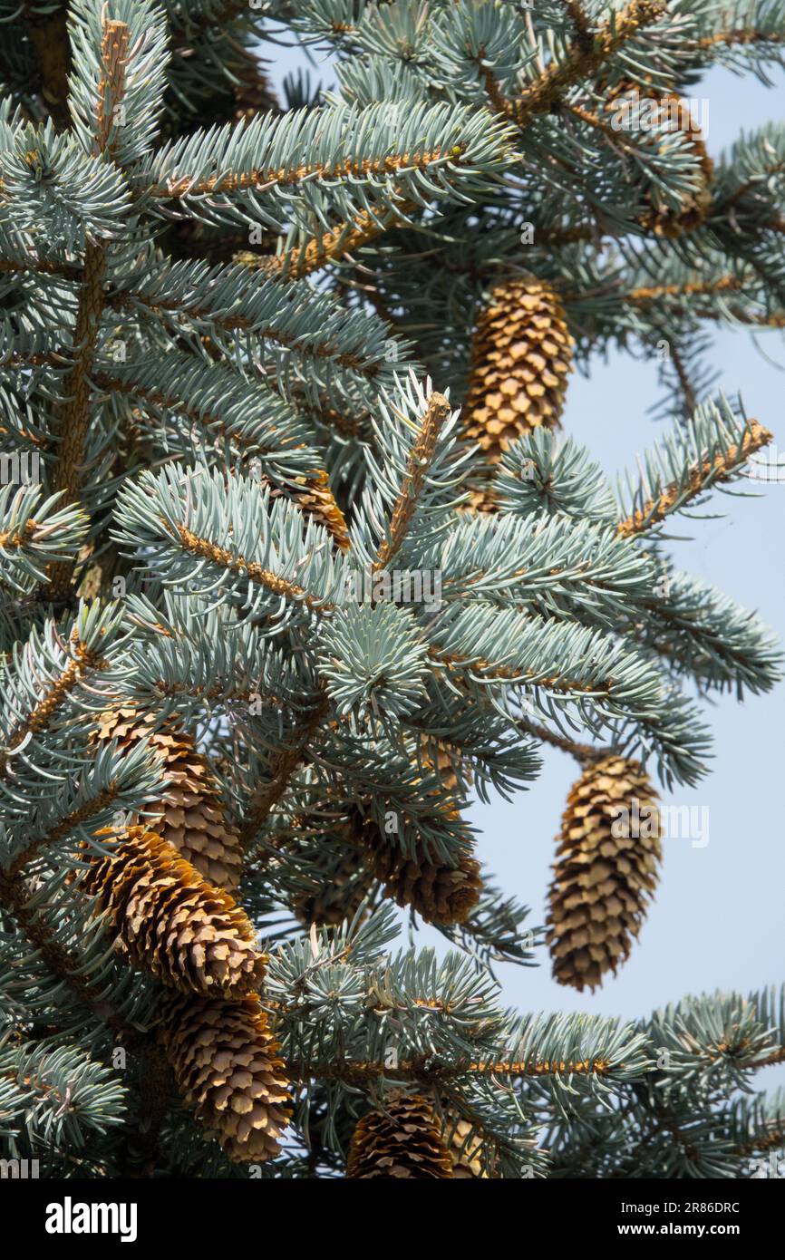 Pinaceae conifer picea cones hi-res stock photography and images - Alamy