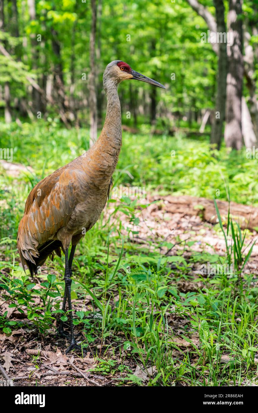 Sandhill crane at Kensington Metro Park, Michigan Stock Photo - Alamy