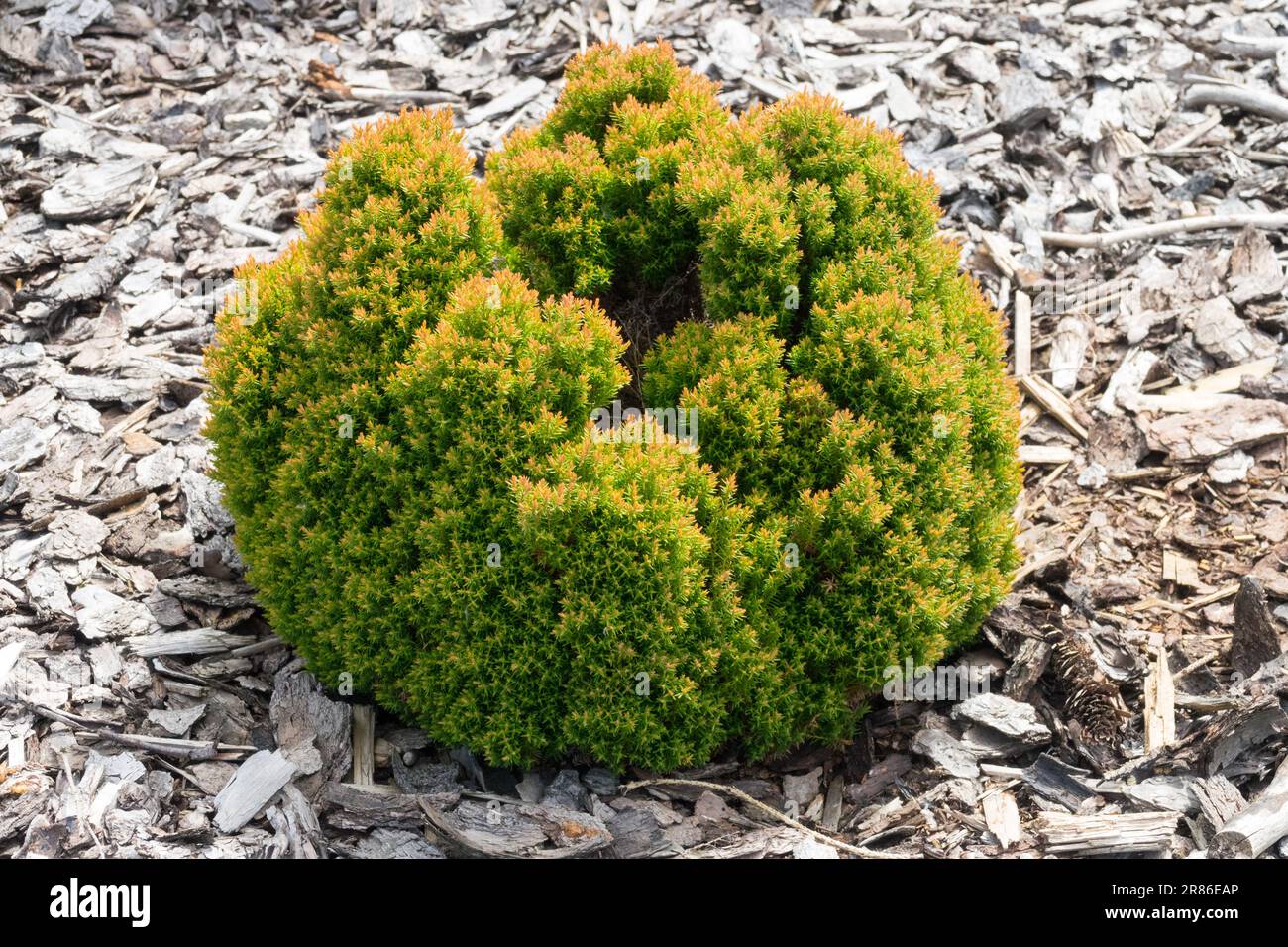 Thuja "Teddy" Thuja occidentalis "Teddy" Spherical Form Dwarf Thuja ...