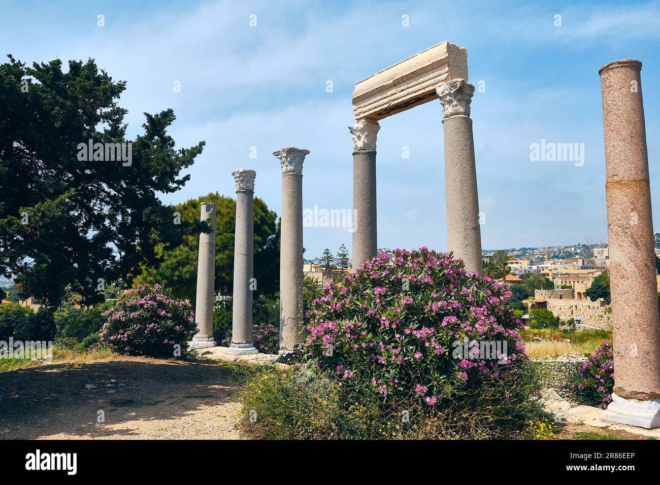 Collonade of ancient city of Byblos. Bush of Oleander Nerium opposite ...