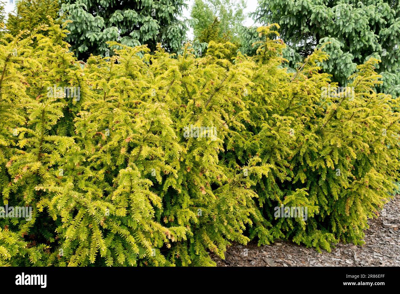 Taxus baccata, Hedge, English Yew, Taxus baccata "Dovastonii Aurea ...