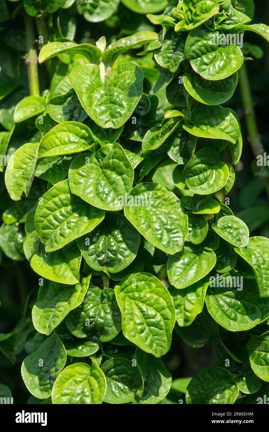 Cornus sanguinea 'Compressa' Curly Leaf Dwarf Bloodtwig Dogwood Stock ...