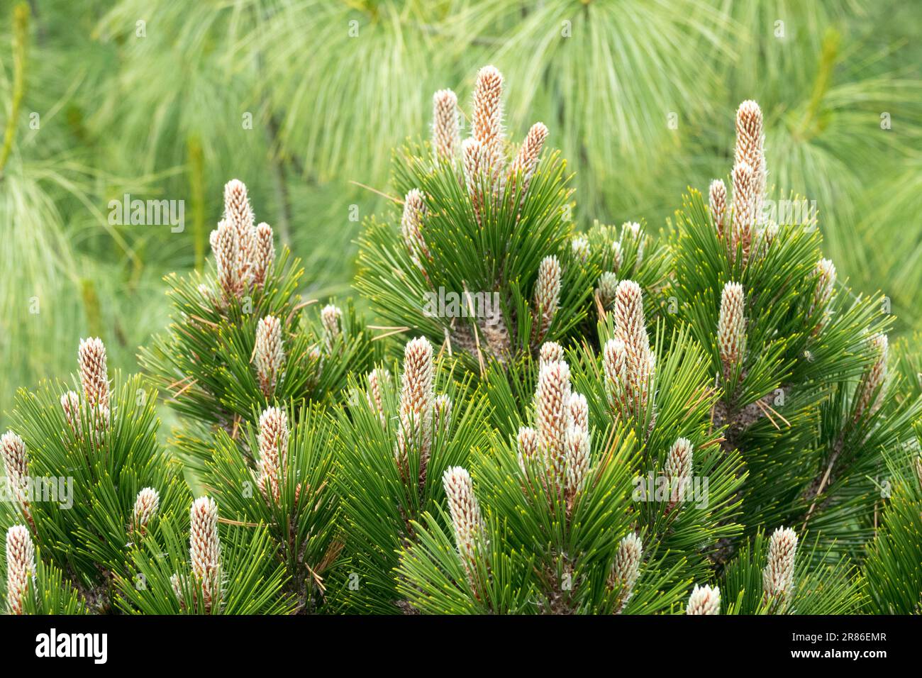 Bosnian Pine, Pinus heldreichii "Karmel Stock Photo - Alamy