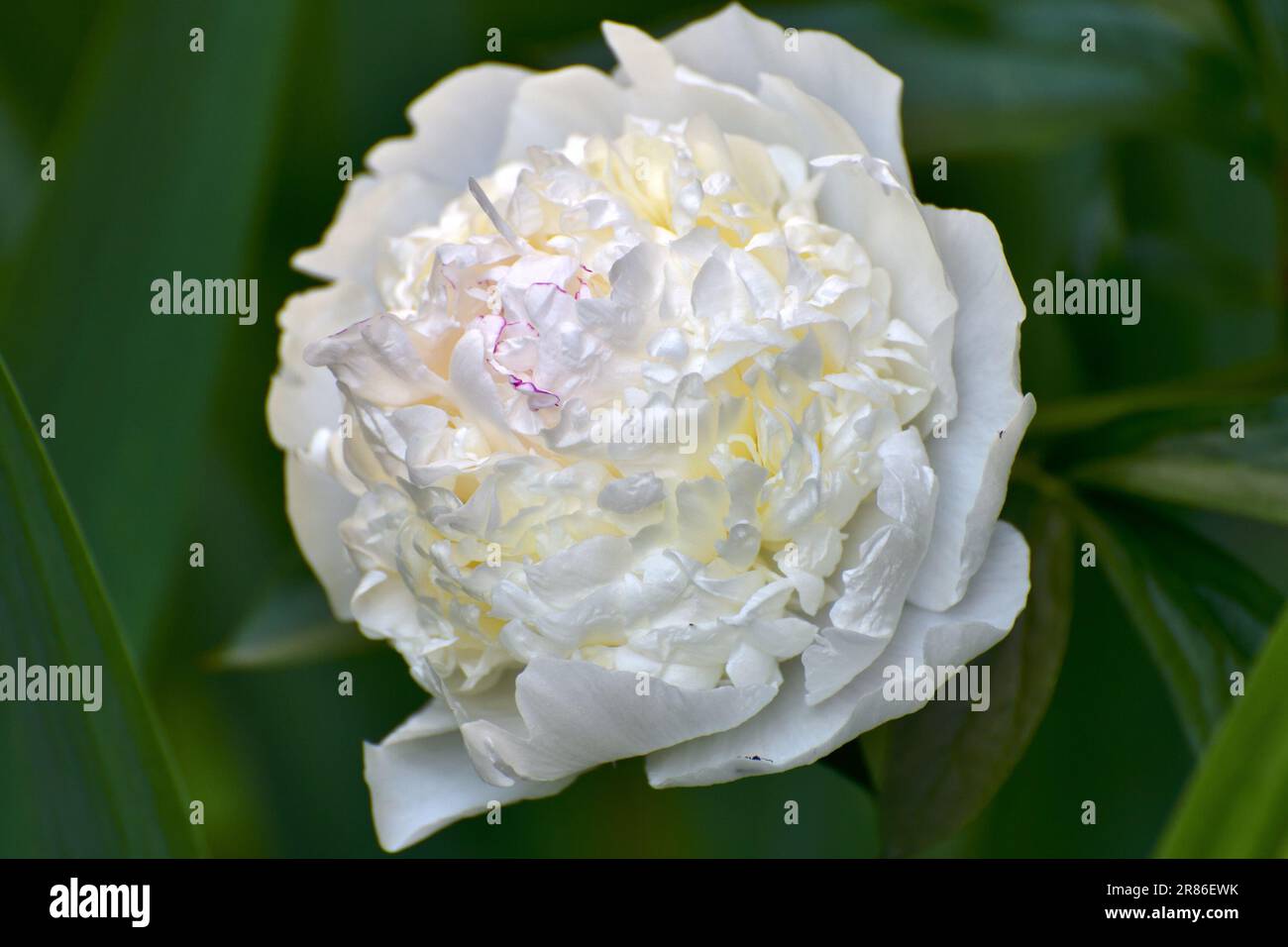 Paeonia officinalis - decorative white peony flower, medicinal plant ...