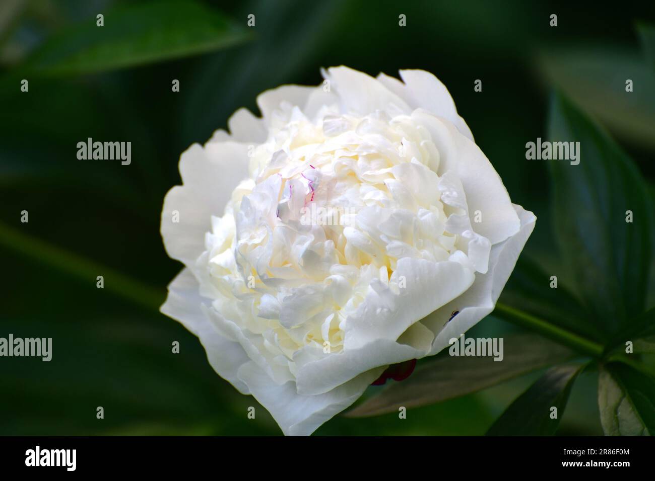 Paeonia officinalis - decorative white peony flower, medicinal plant ...