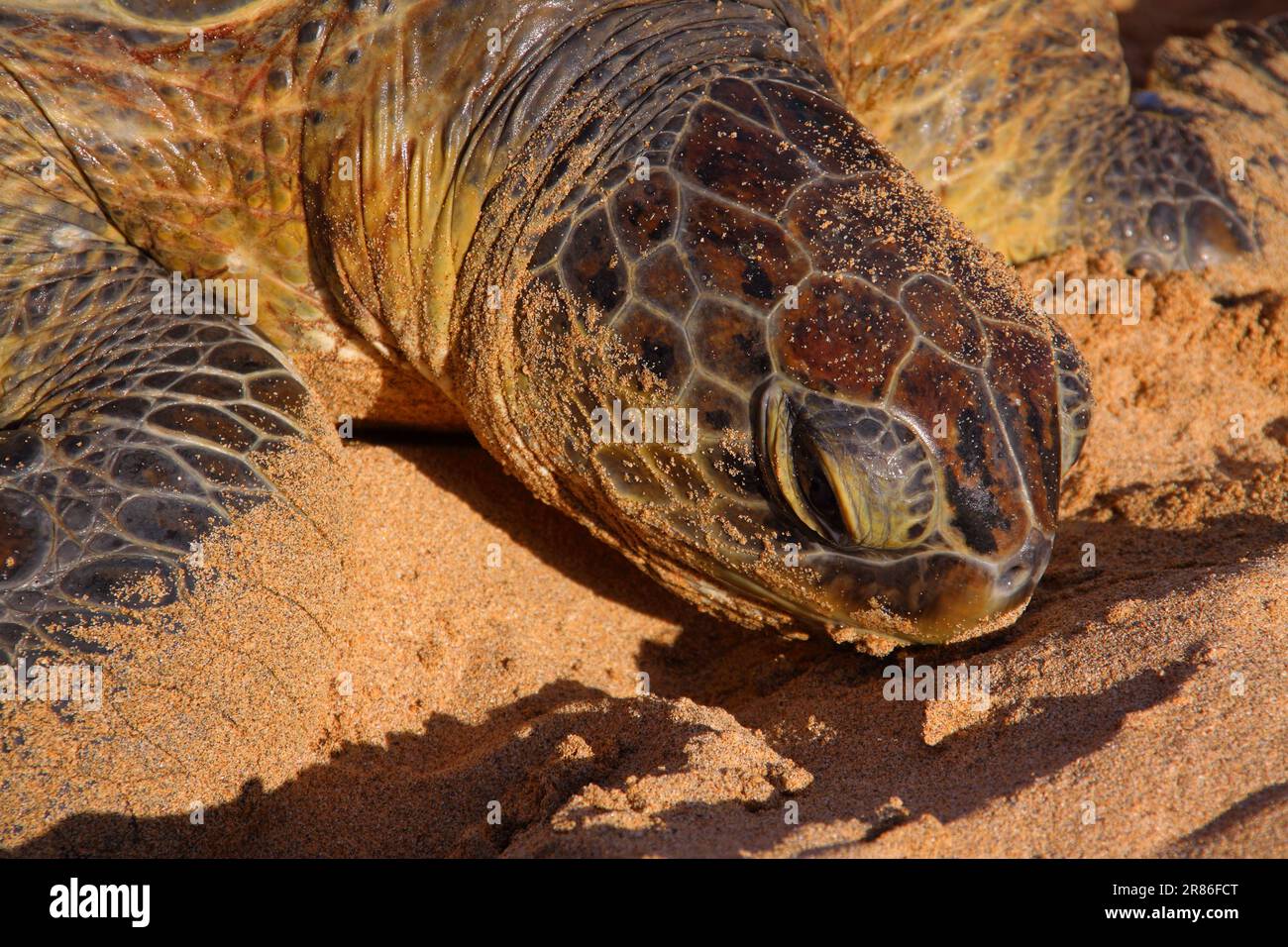 Young Green Turtle in wild. Brazil, Pernambuco State, Fernando de ...