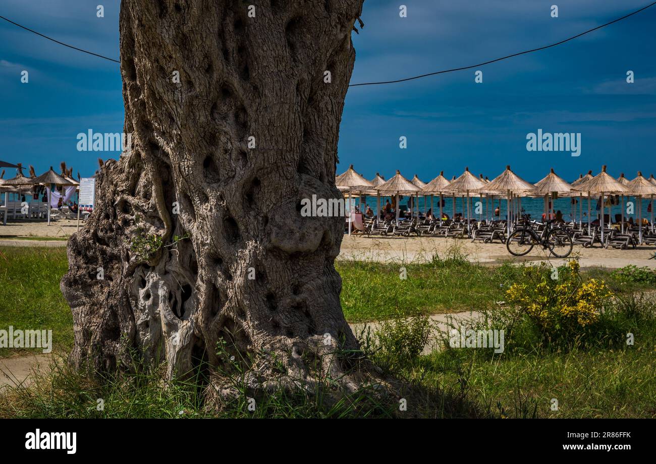 old olive tree on a beach of Golem, near Durres city in Albania Stock ...