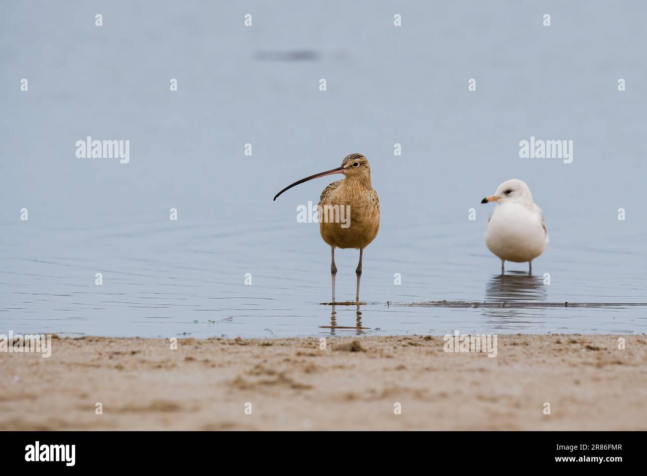Sandpiper, Long-Billed Curlew, and seagull, on the beach at sunset ...
