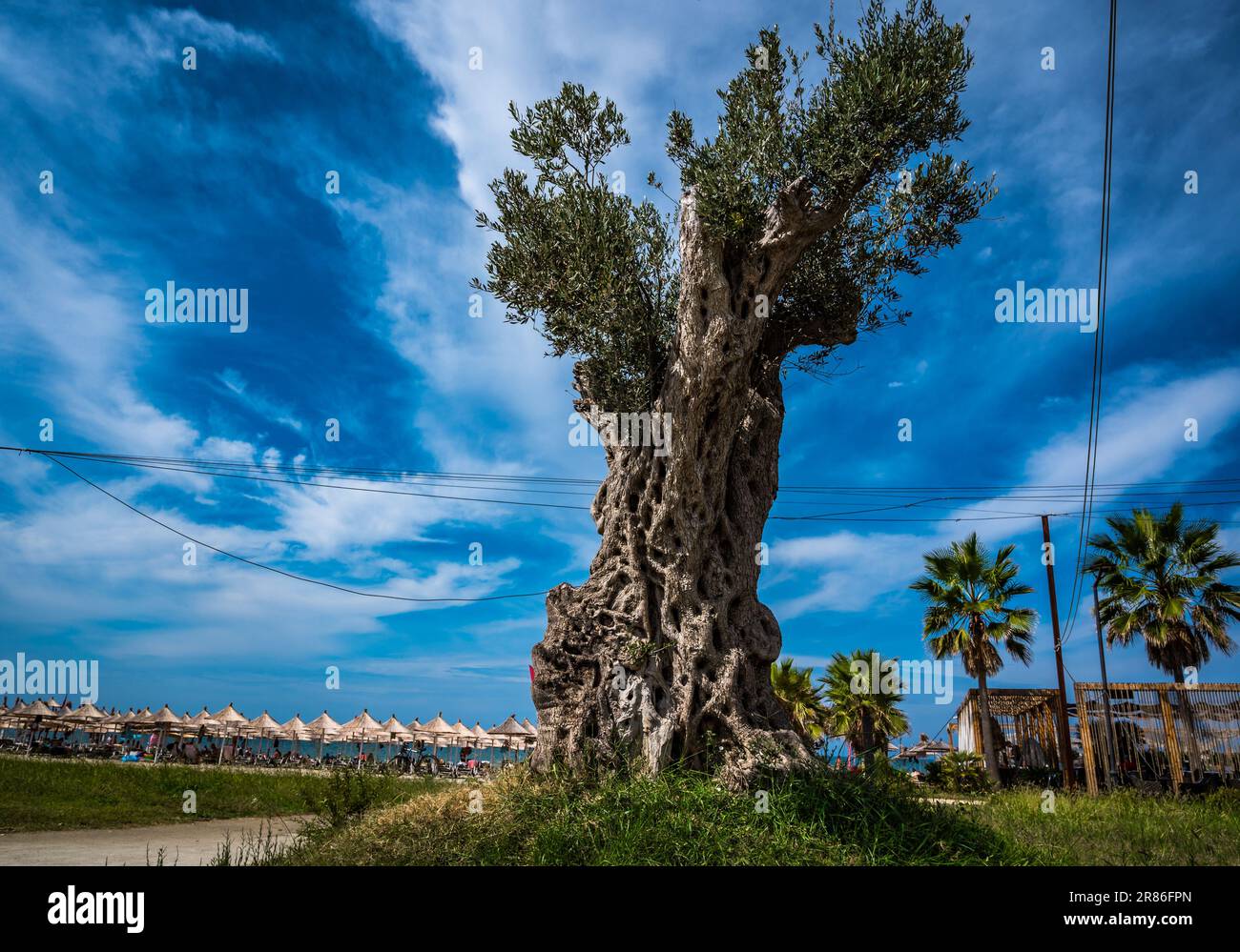old olive tree on a beach of Golem, near Durres city in Albania Stock ...